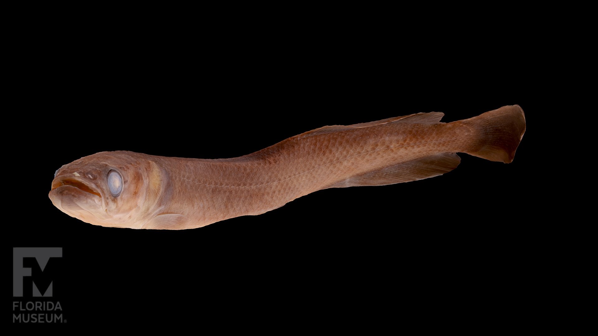 Arapaima, Osteoglossidae - 3D model by FloridaMuseum [aebc25b] - Sketchfab