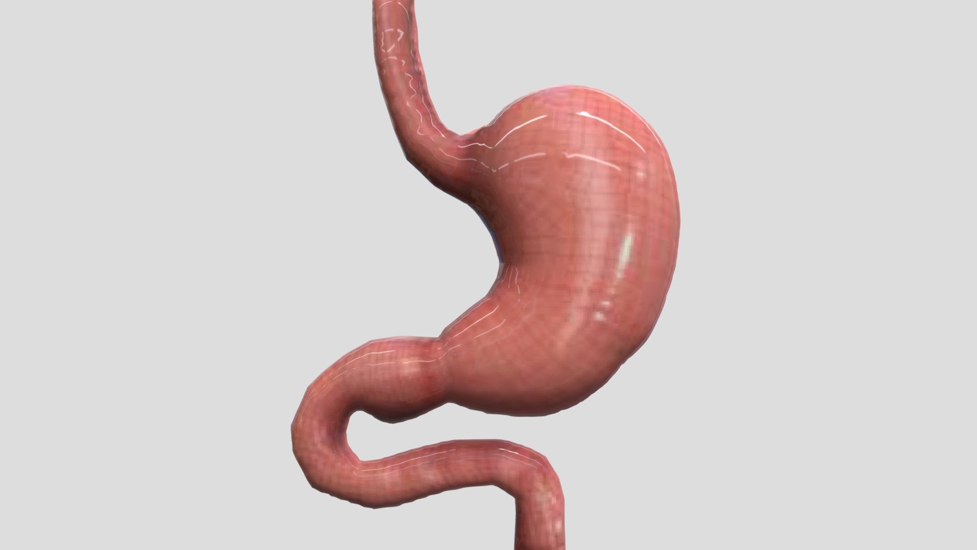 Lambung Manusia zick - Download Free 3D model by ahmadzikrillah07 ...