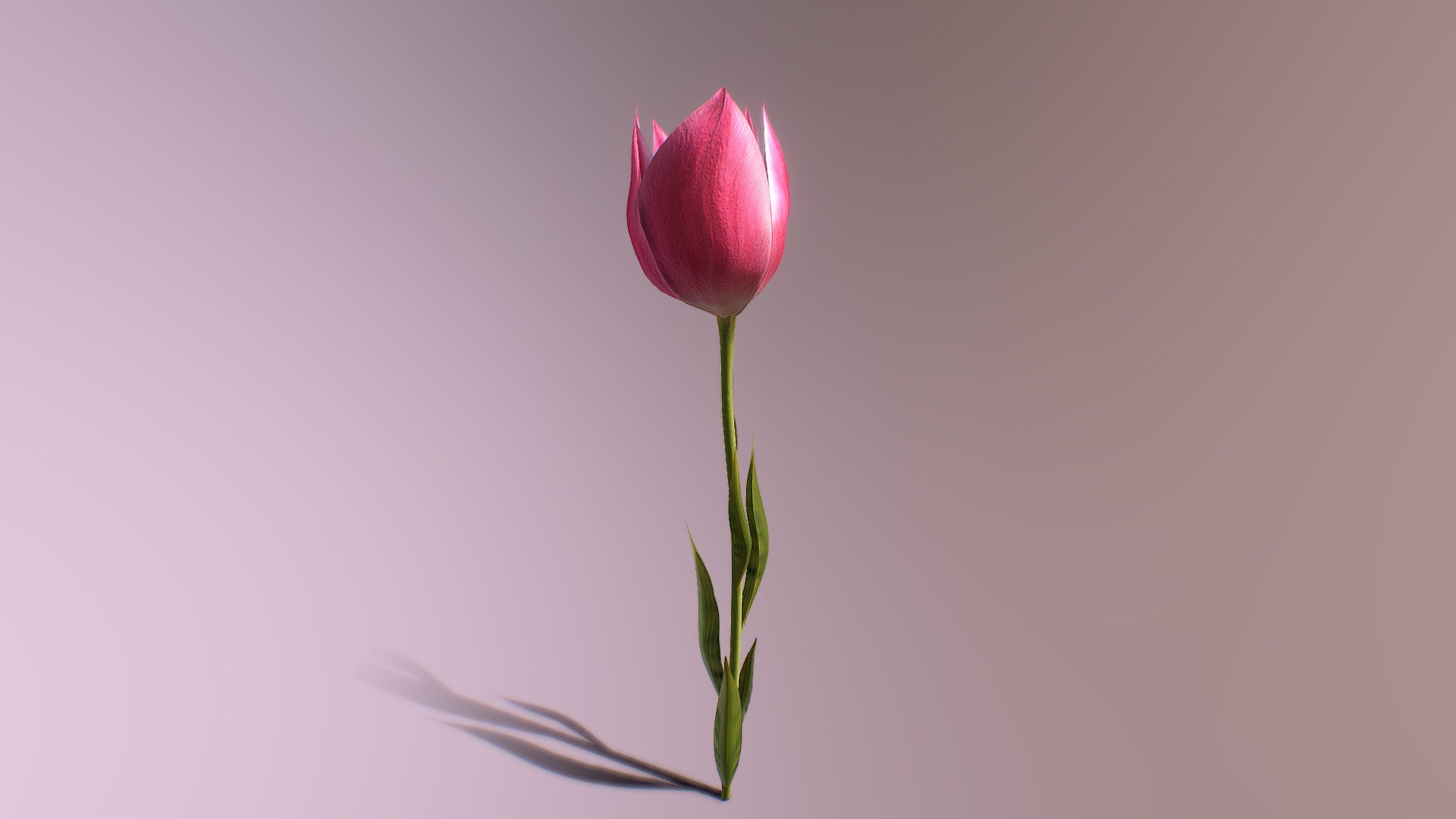 Tulip - Buy Royalty Free 3D model by 3Dee (@mellydeeis) [aec0943 ...