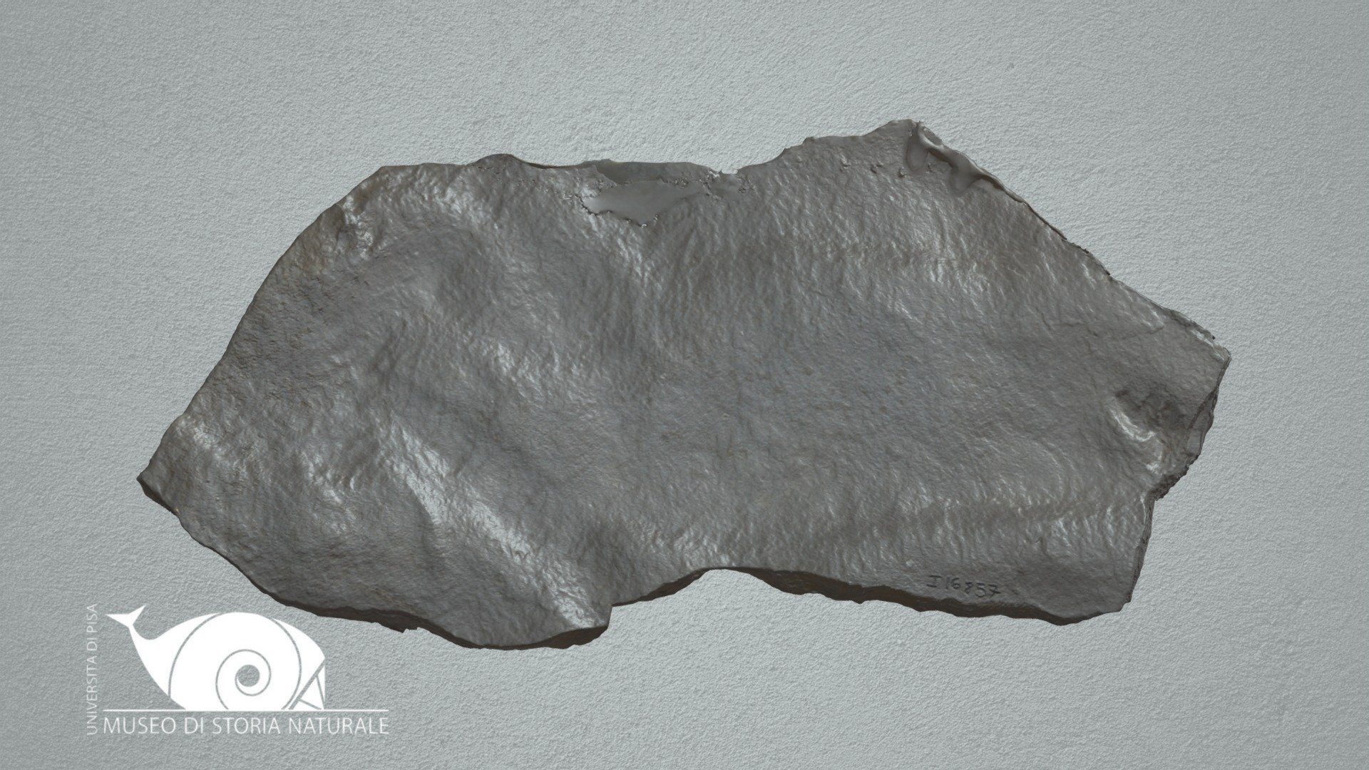 Rhynchosauroides (fossil footprint) - 3D model by Natural History ...