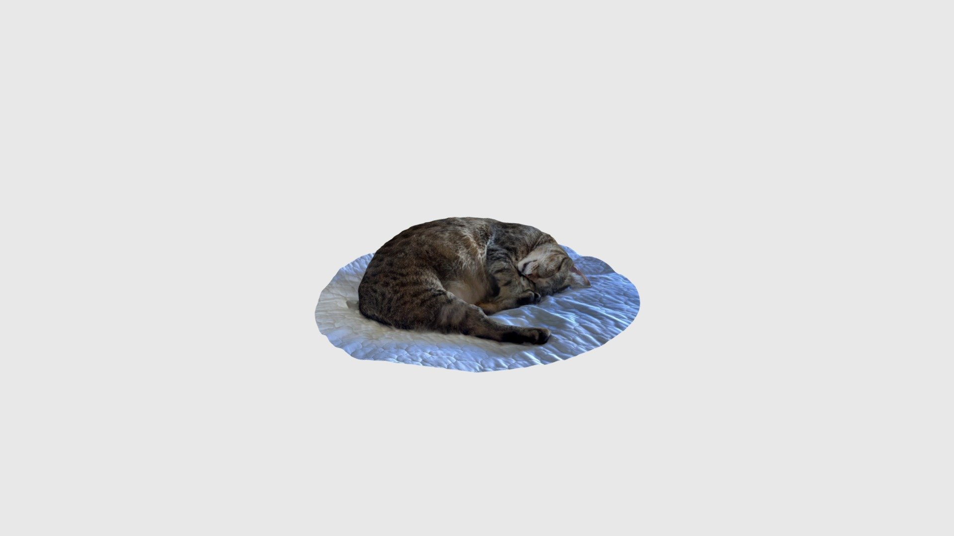Sleeping Cat (scan) - Download Free 3D model by CrisBeZz [aec50dc ...