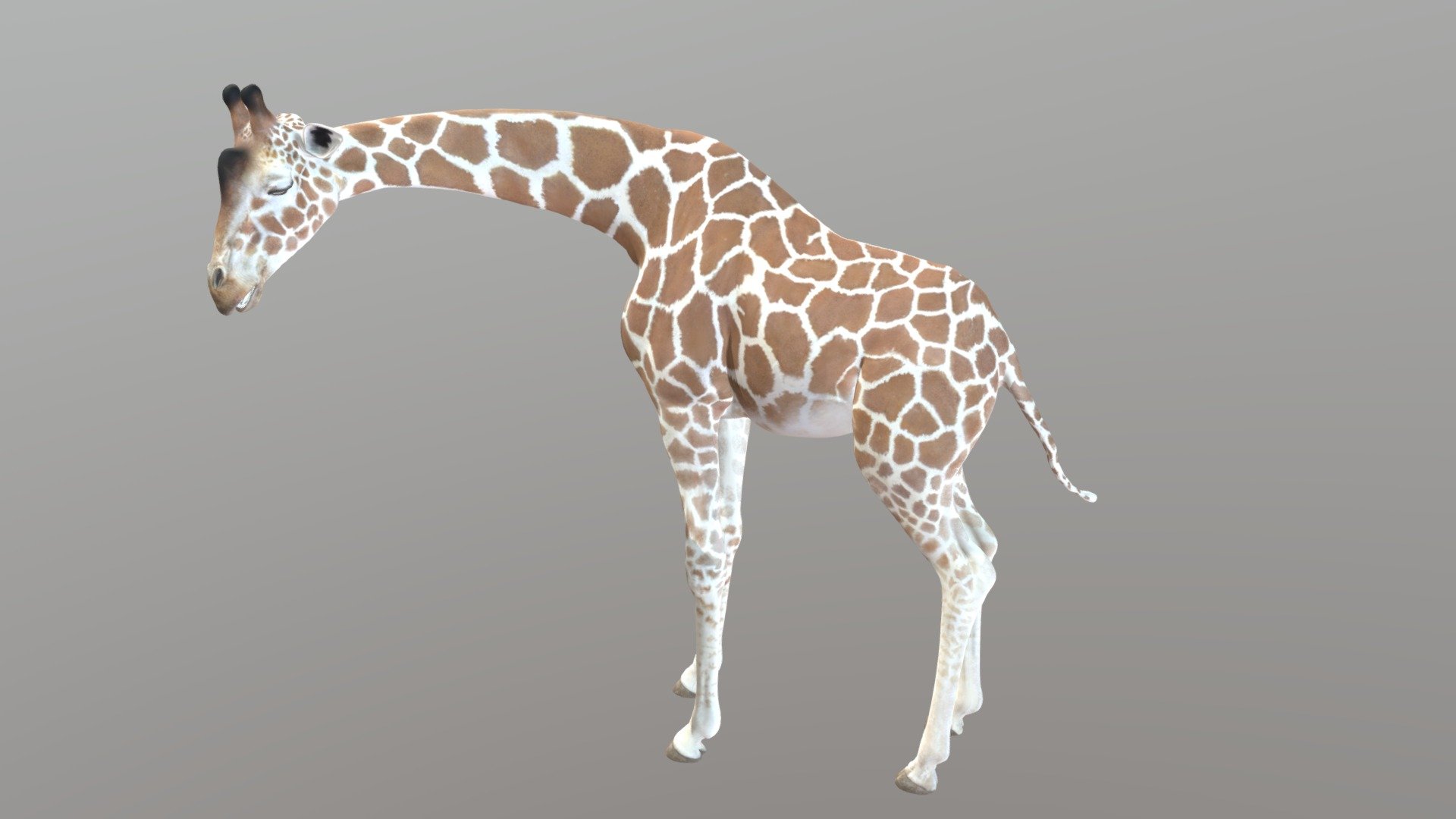 Giraffe Head- Shaking Animation - Download Free 3D model by ...