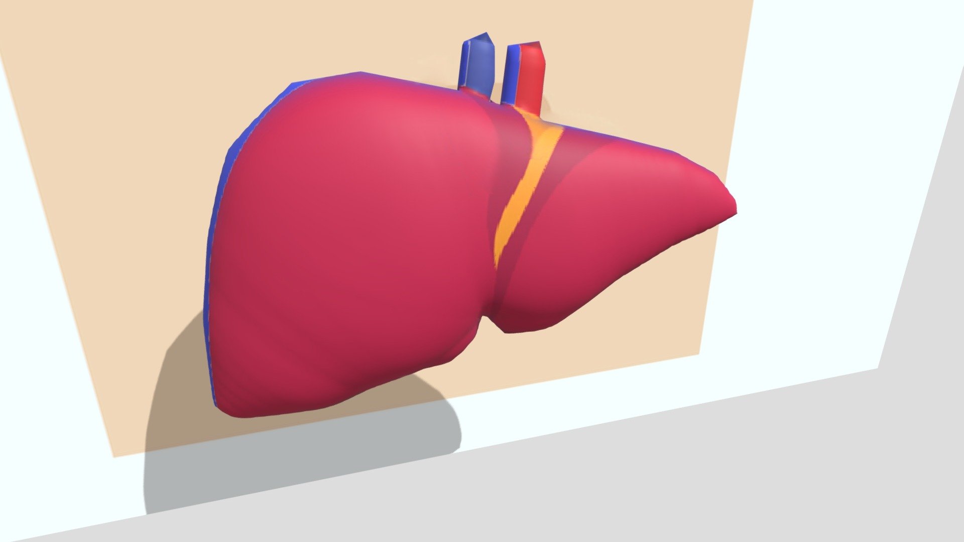 hati/liver - Download Free 3D model by agi2 [aec8ced] - Sketchfab