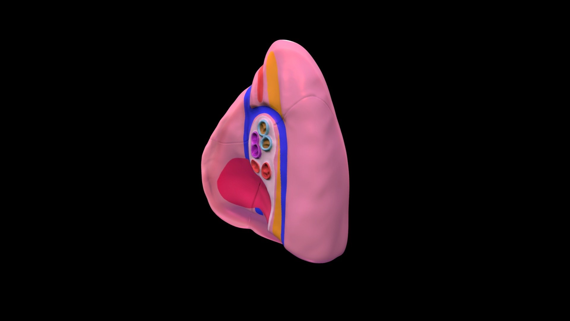 Right lung - 3D model by ISMMS_students [aecaf71] - Sketchfab