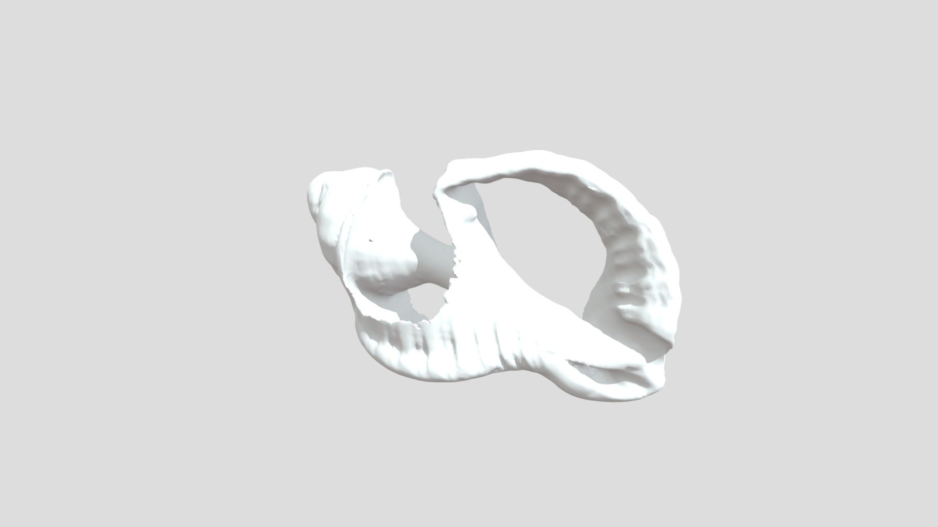 Shell, Fragment - Download Free 3D model by Museum for Touch- Research ...