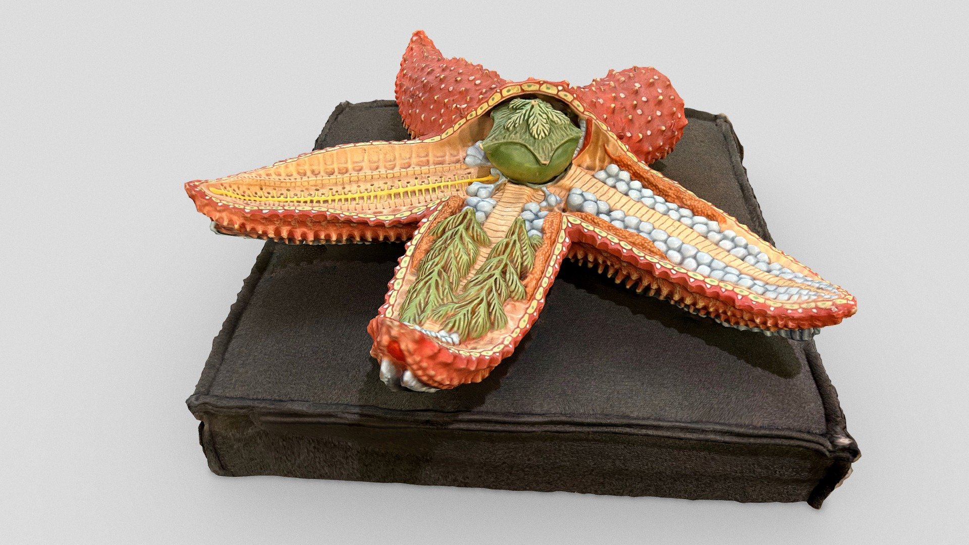 Starfish model (1) - Download Free 3D model by Emm (@edemaistre ...