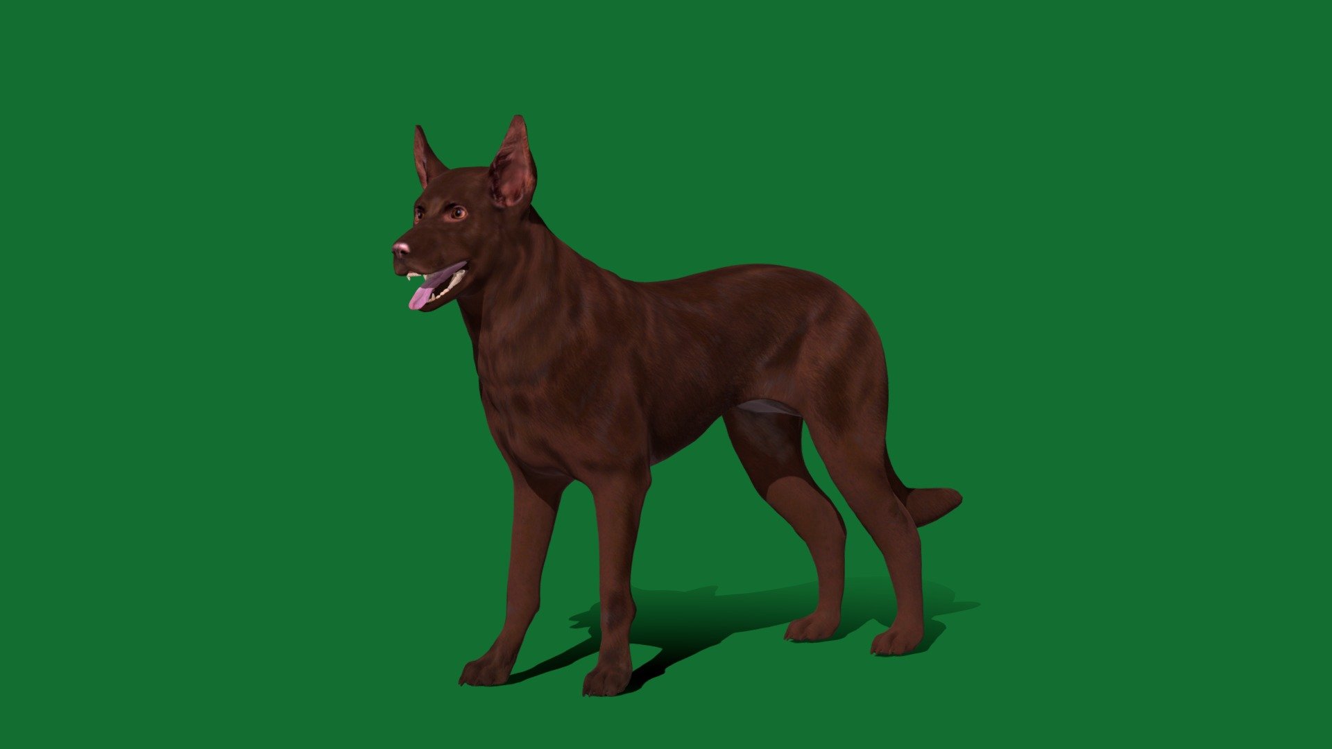 Australian Kelpie Dog (Game Ready) - Buy Royalty Free 3D model by ...