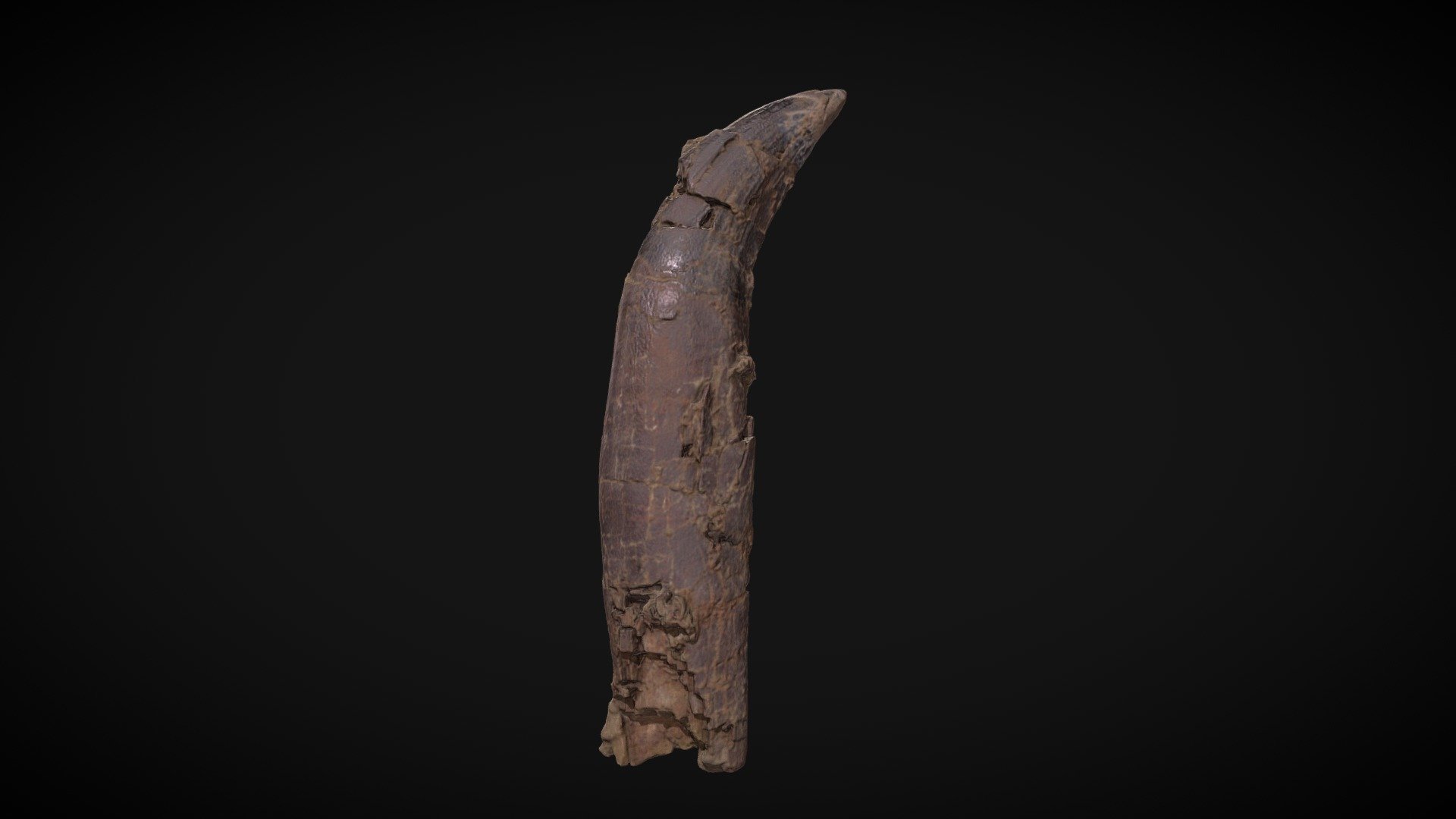 Diente de Iberospinus natarioi - 3D model by PaleoGaliciaVirtual ...