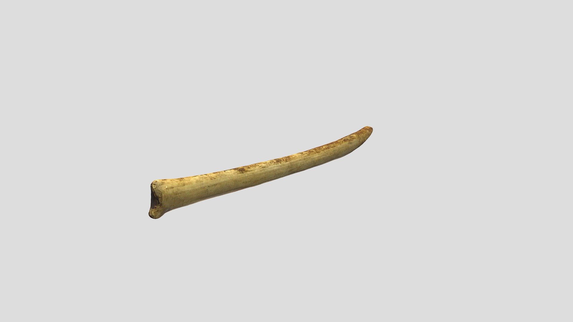 SFN 3D Worked Bird Bone - 3D model by Fort Selkirk and Tetl’ámän Lake ...
