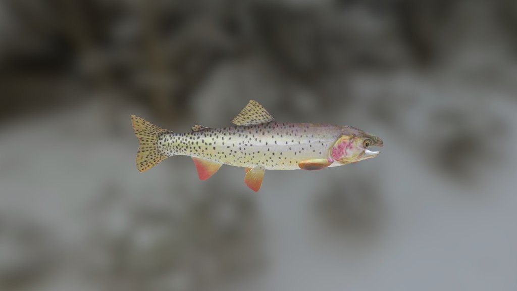 Cutthroat Trout - 3D model by oneillbeck [aeee817] - Sketchfab