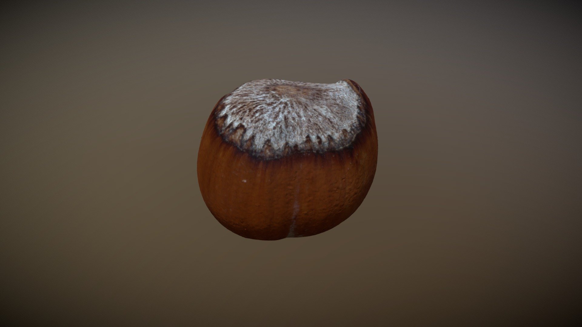 Hazelnut - Buy Royalty Free 3D model by blackfirefilms [aeef23a ...
