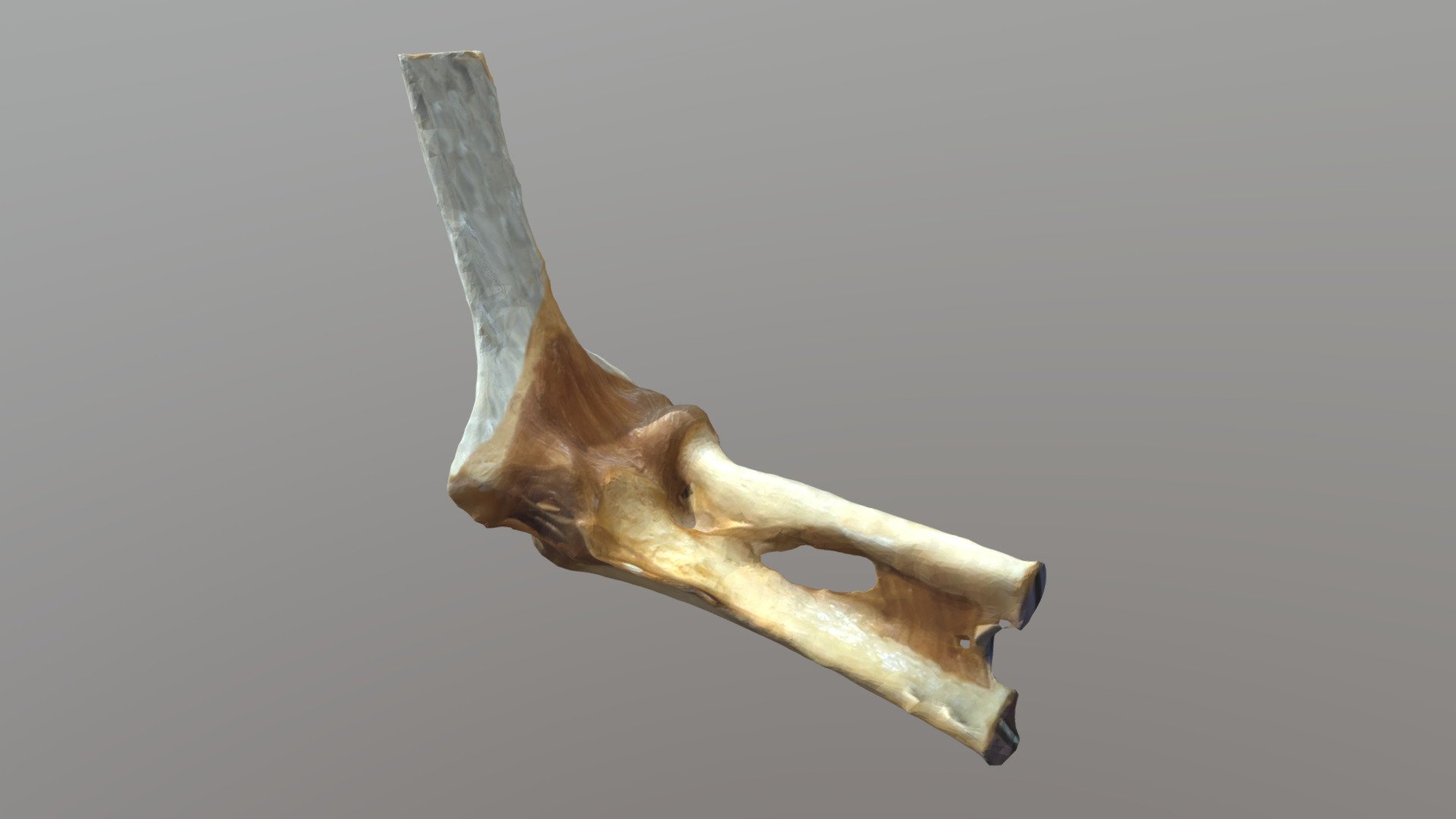 articulation du coude humain - Download Free 3D model by Tavernier ...