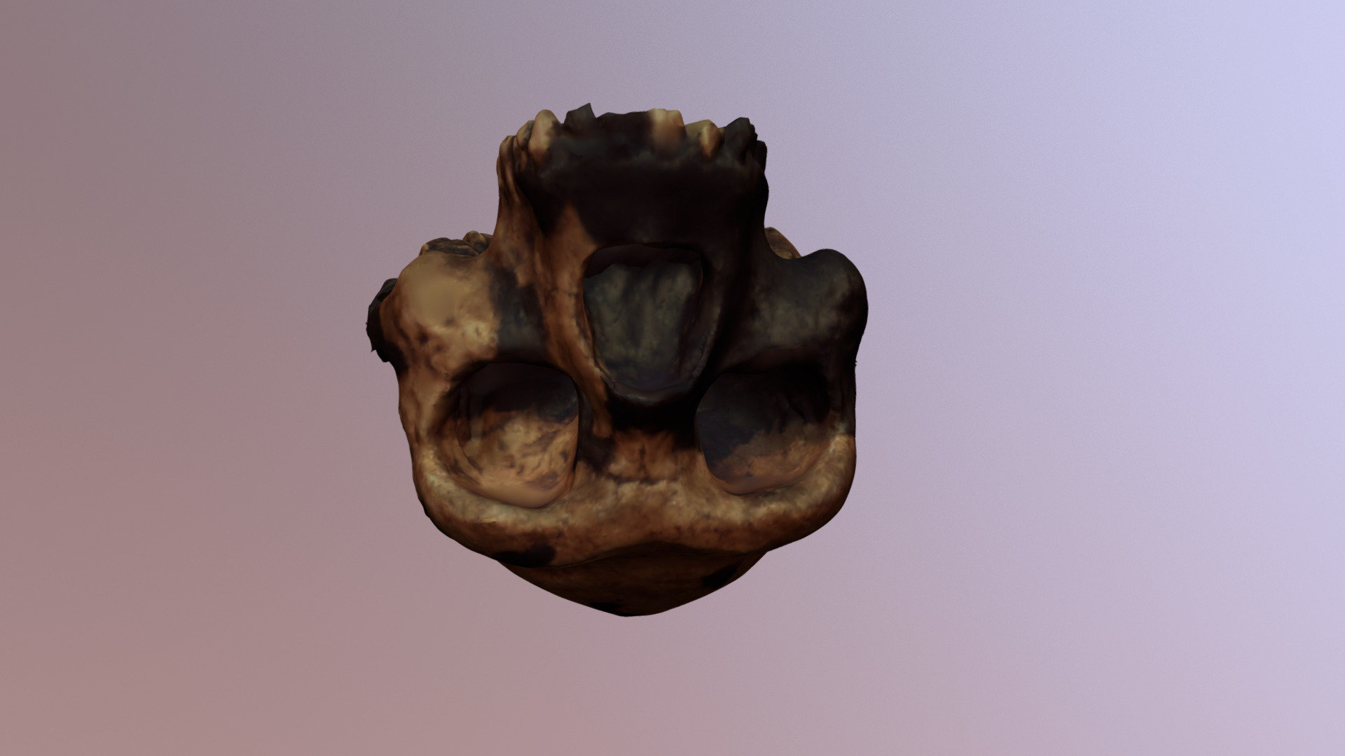Homo erectus Zhoukoudian Peking Man - 3D model by pbeardsley [af06787 ...