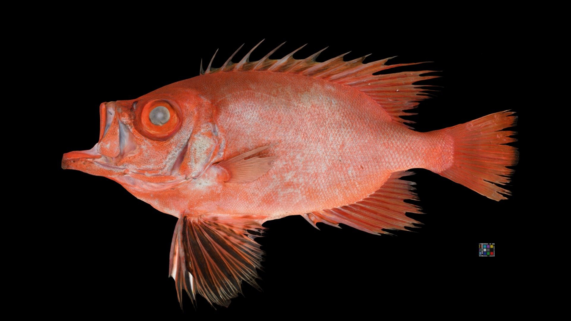 チカメキントキ Longfinned Bullseye, Cookeolus japonicus - Download Free 3D ...