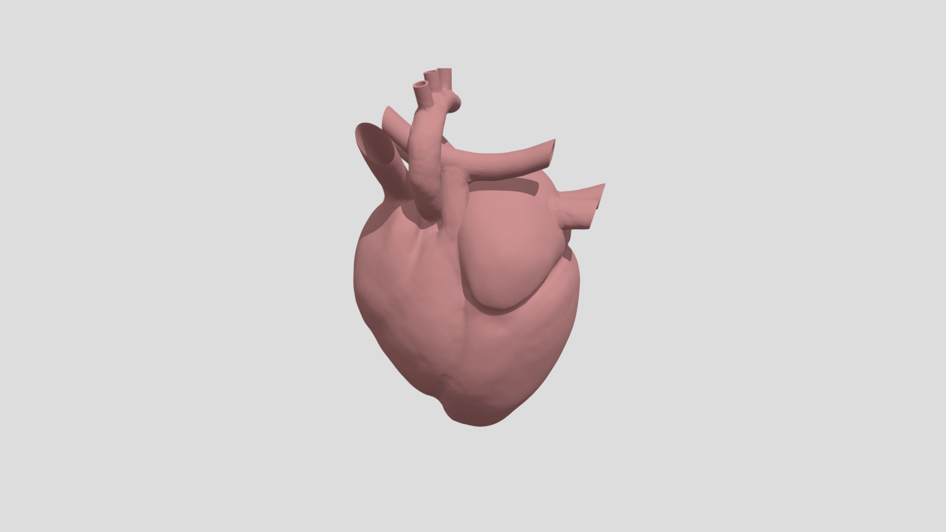 Jantung / Heart 3D Modelling - Download Free 3D model by InLiness [af0726f] - Sketchfab