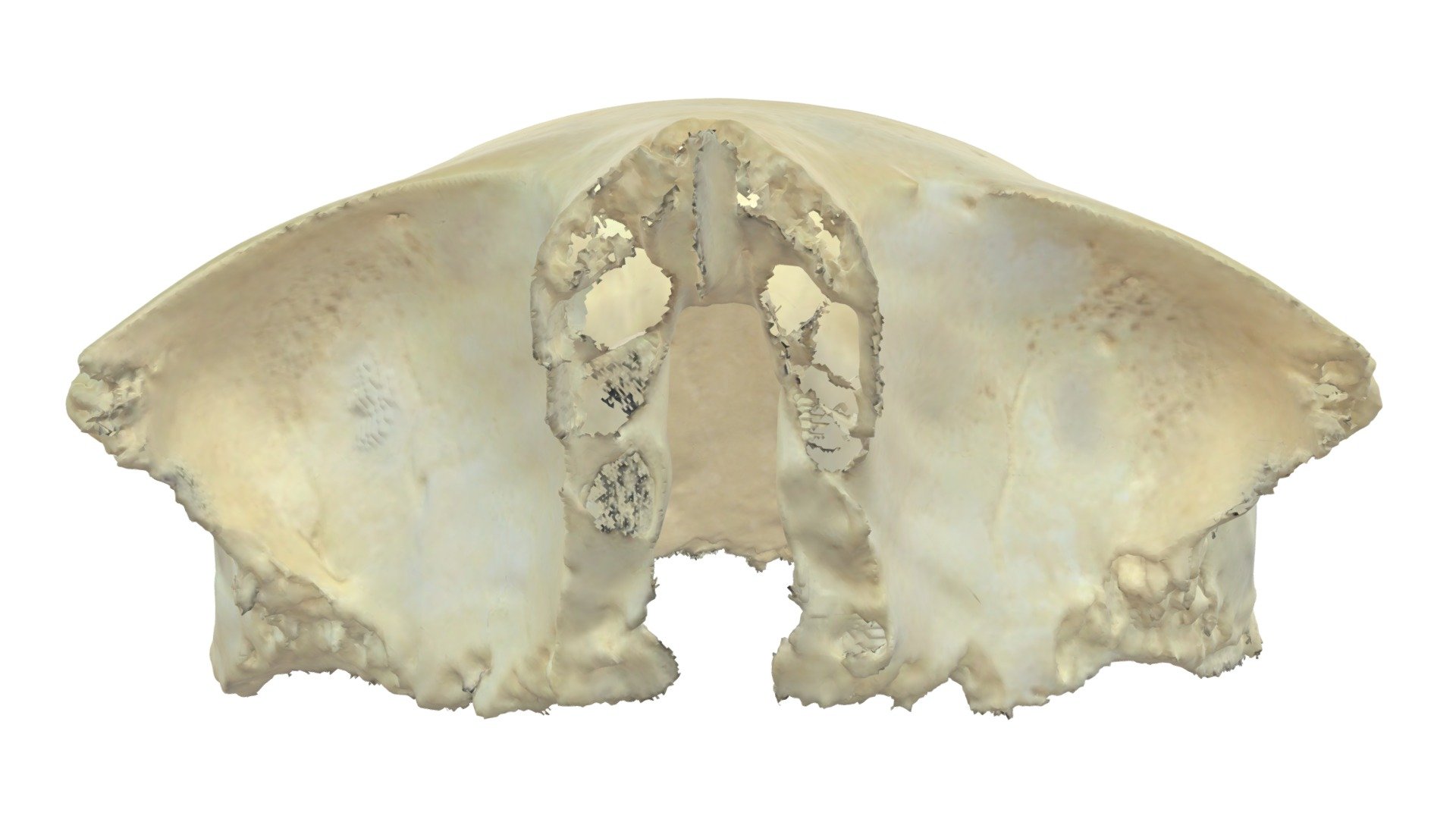Os Frontale-pars nasalis - 3D model by Universiteit Antwerpen ...