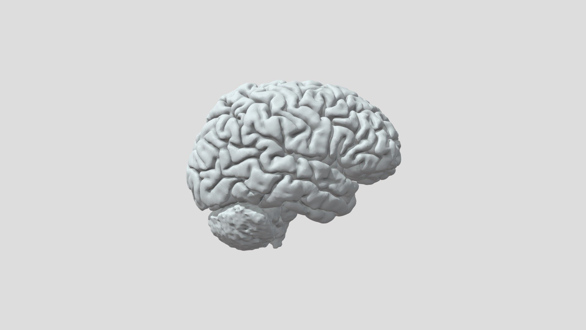 Human Brain from MRI - 3D model by jjtanner [af0ad96] - Sketchfab
