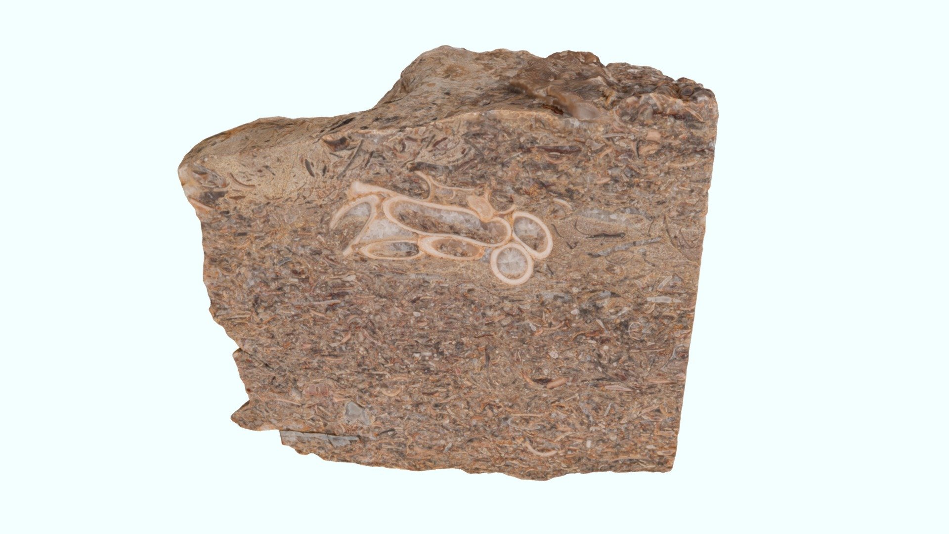 Calcaire bioclastique avec tubes d'annélides - Download Free 3D model ...
