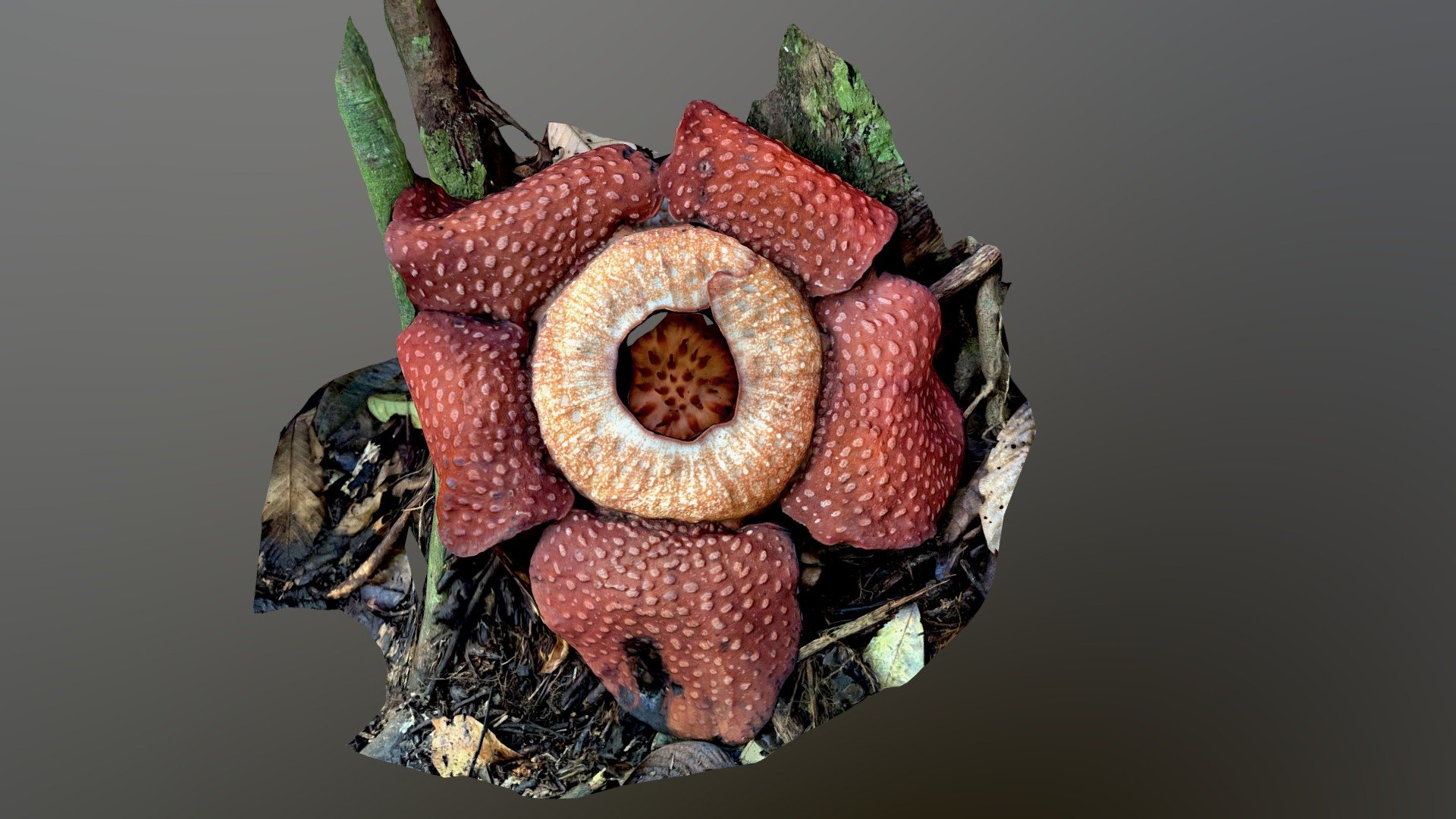 Rafflesia - World's Largest Flower (Scaniverse) - Download Free 3D ...