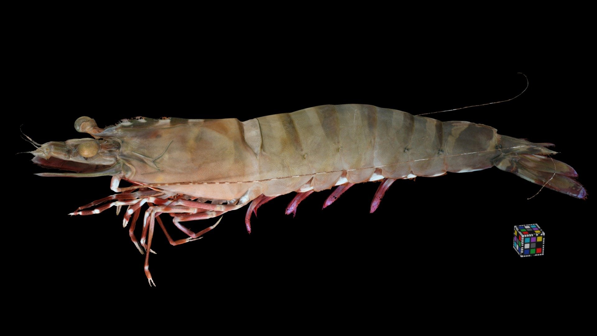 クマエビ Green tiger prawn, Penaeus semisulcatus - Download Free 3D model ...