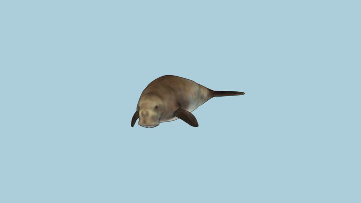Dugong 3D models - Sketchfab