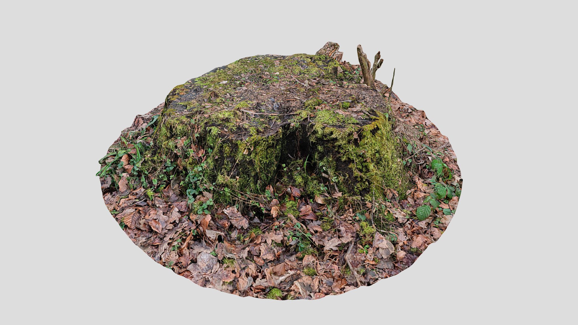 Tree stump scan 8k 021 - Download Free 3D model by immerge [af3b104 ...