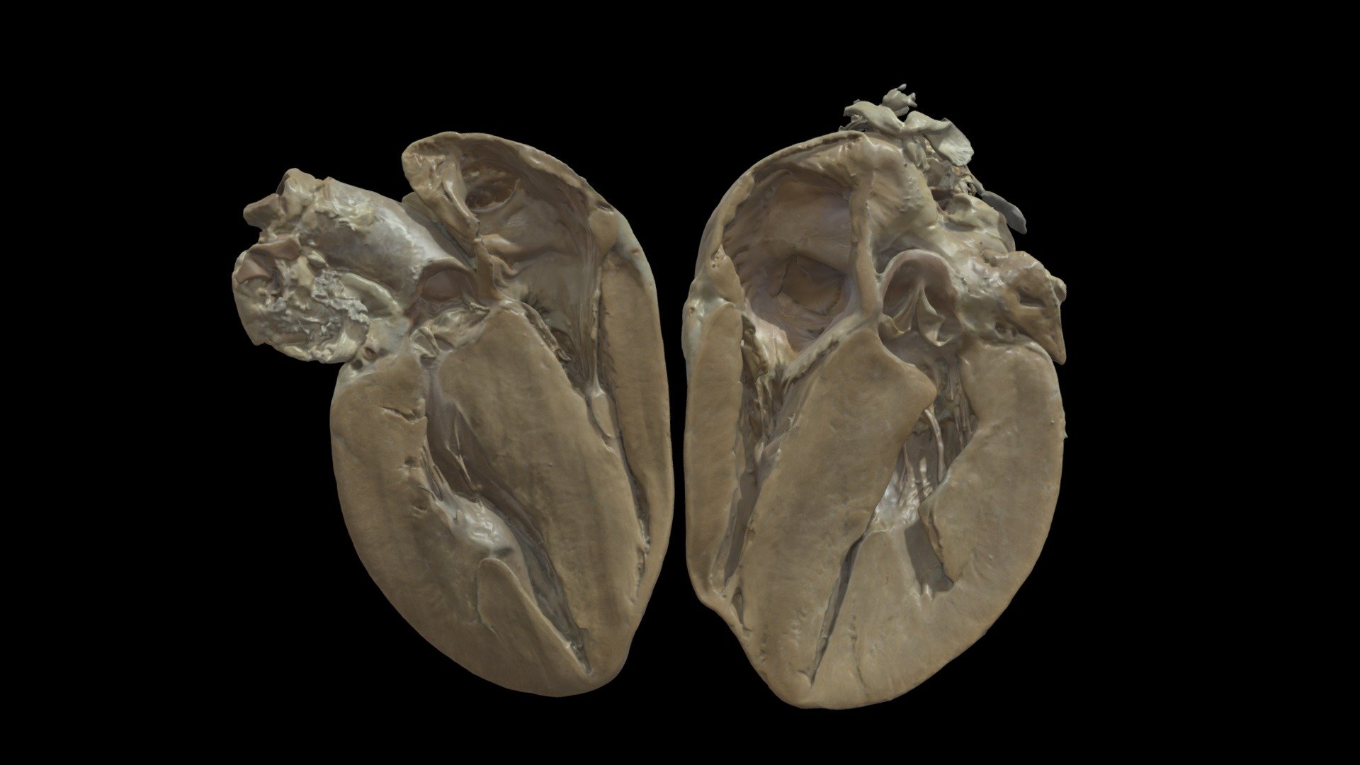 Plastinated Black Bear Heart - Download Free 3D model by ...