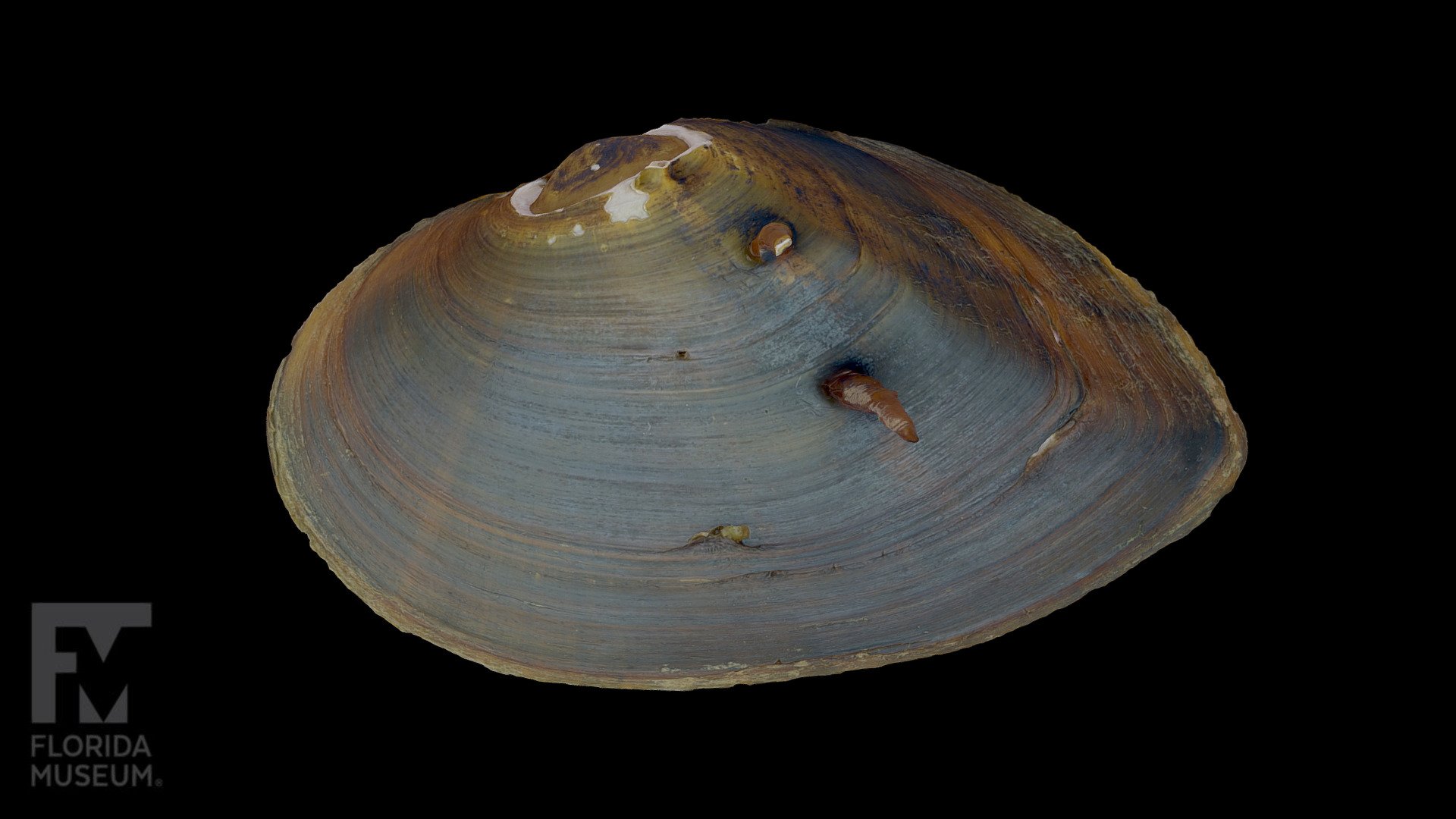 Altamaha spinymussel - Freshwater Mussel - 3D model by FloridaMuseum ...