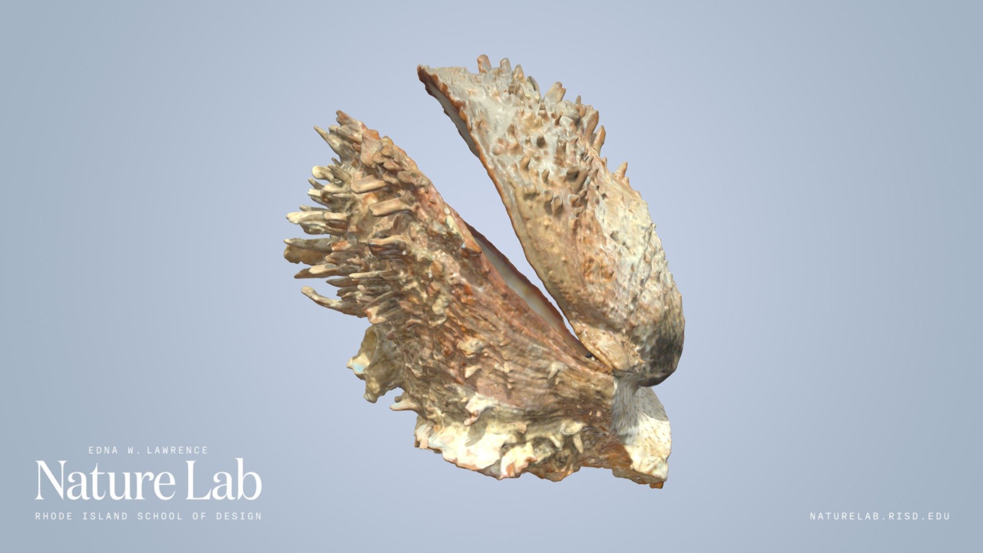 "Spiny Oyster" Scallop Shell - Download Free 3D model by RISD Nature ...