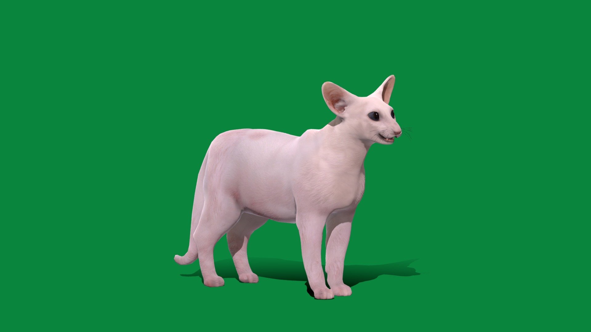 Oriental Longhair Cat (Low Poly) - Buy Royalty Free 3D model by ...
