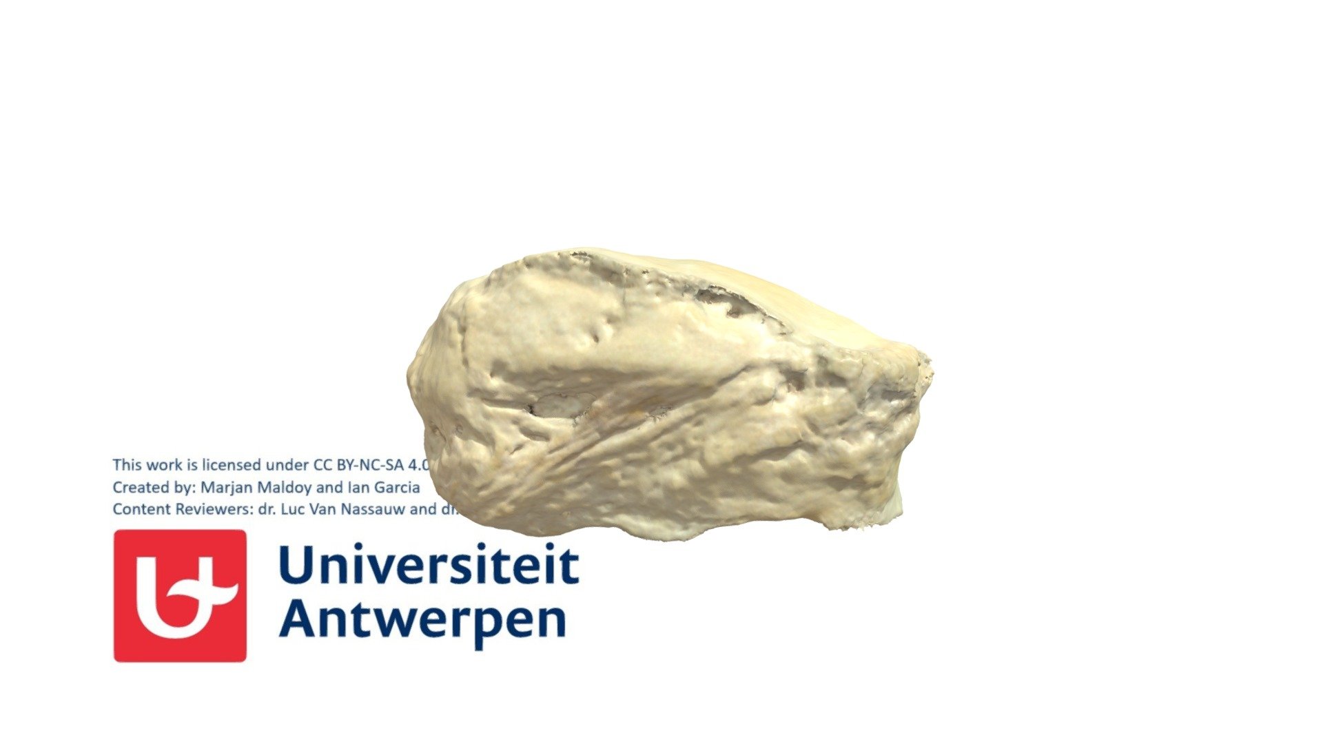Rechter Os Naviculare met annotaties - 3D model by Universiteit ...