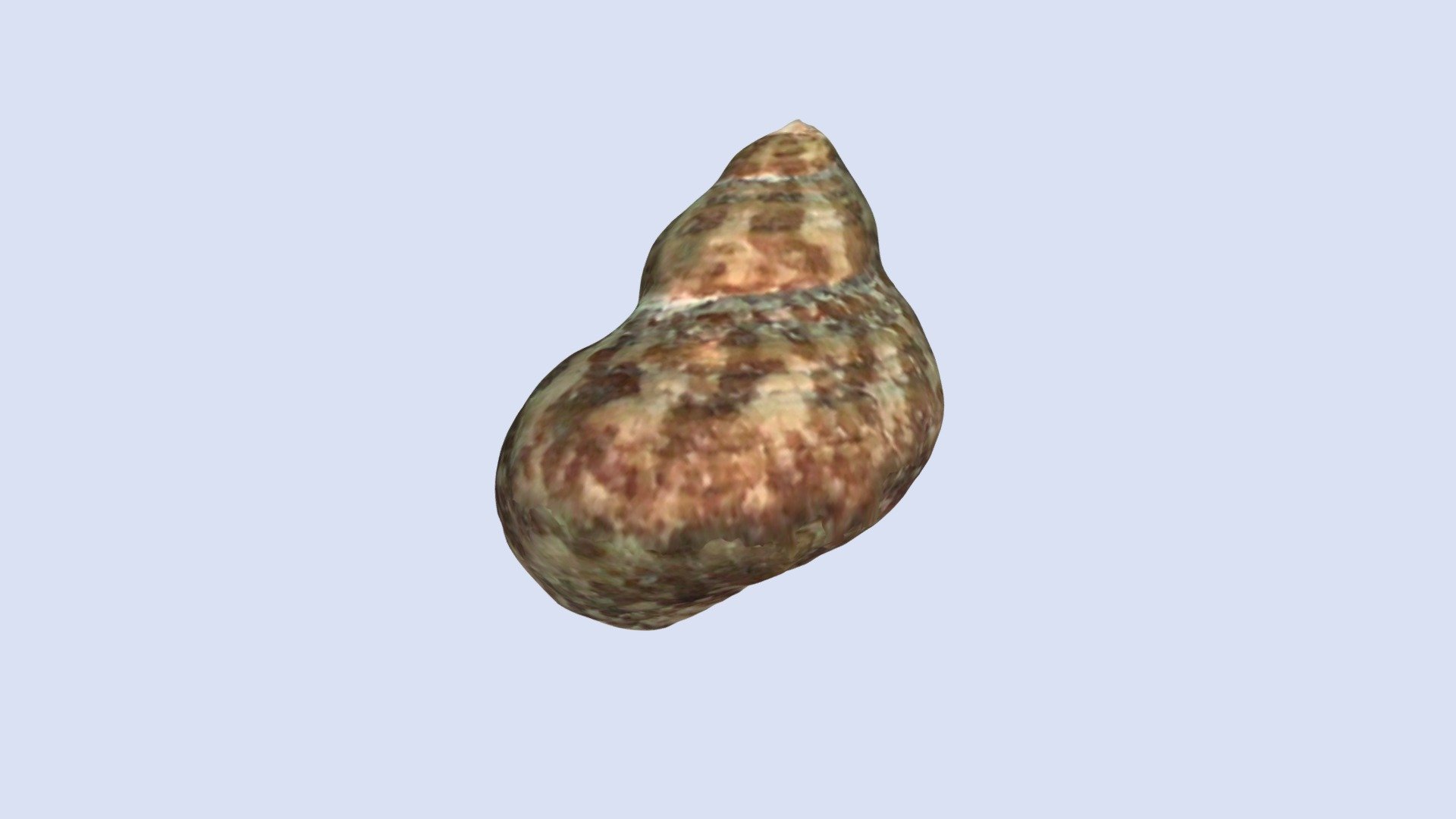 高腰蠑螺Turbo stenogyrus - 3D model by CraftsinPengHu (@luperlatw) [af4b32b] - Sketchfab