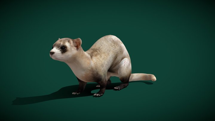 Ferret 3D models - Sketchfab