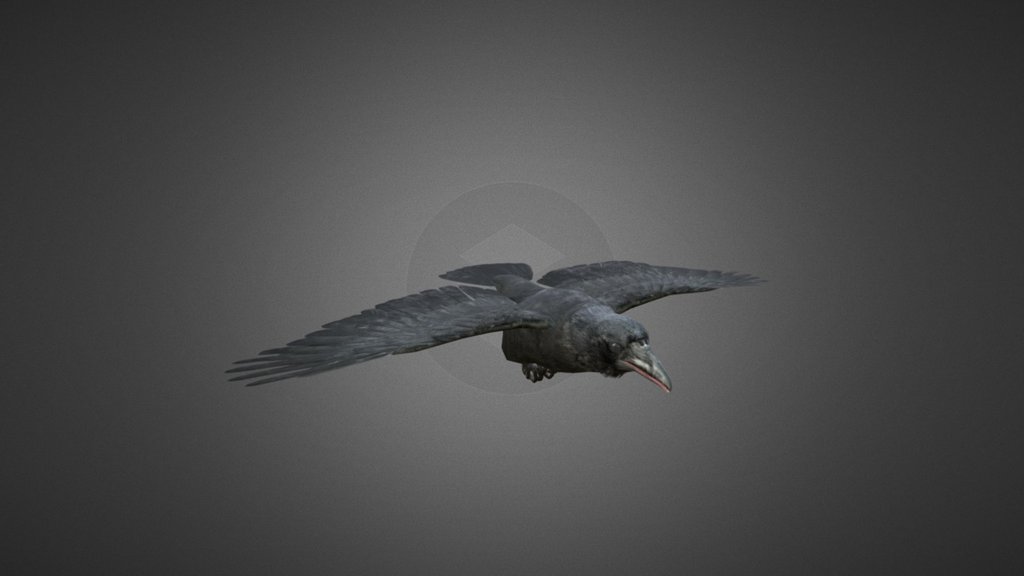 Crow - 3D model by kuckbert [af53ace] - Sketchfab