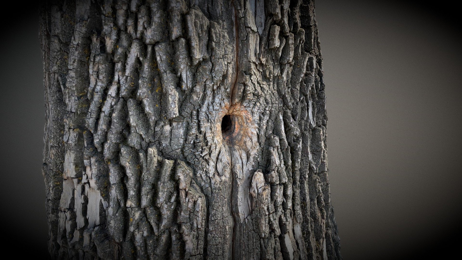Tree Hollow - Download Free 3D model by mtaesiri [af5dc0a] - Sketchfab