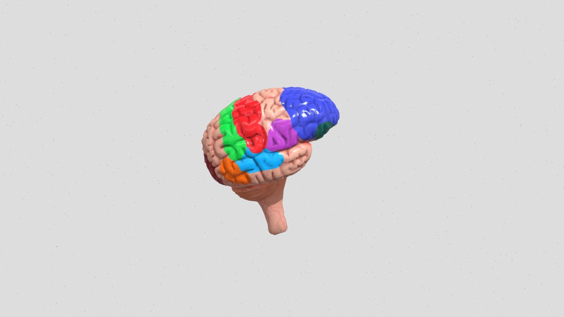 Cerebral Cortex - Labelled - Download Free 3D model by buscherj ...