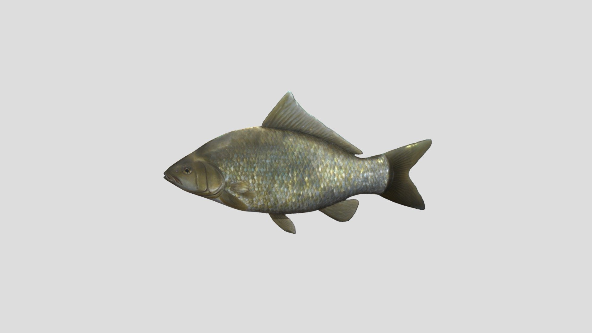 Golden Carp Fish - 3D model by fanat91 [af65389] - Sketchfab