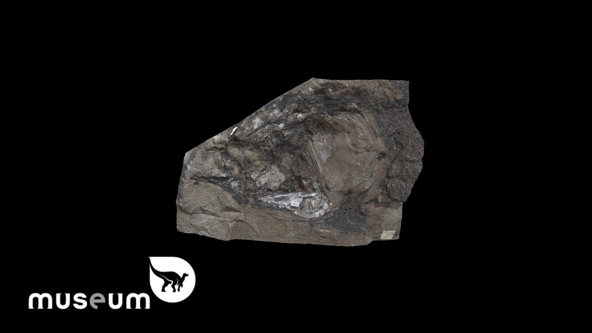 IRSNB P 02402 - Aethalionopsis robustus - 3D model by Royal Belgian ...