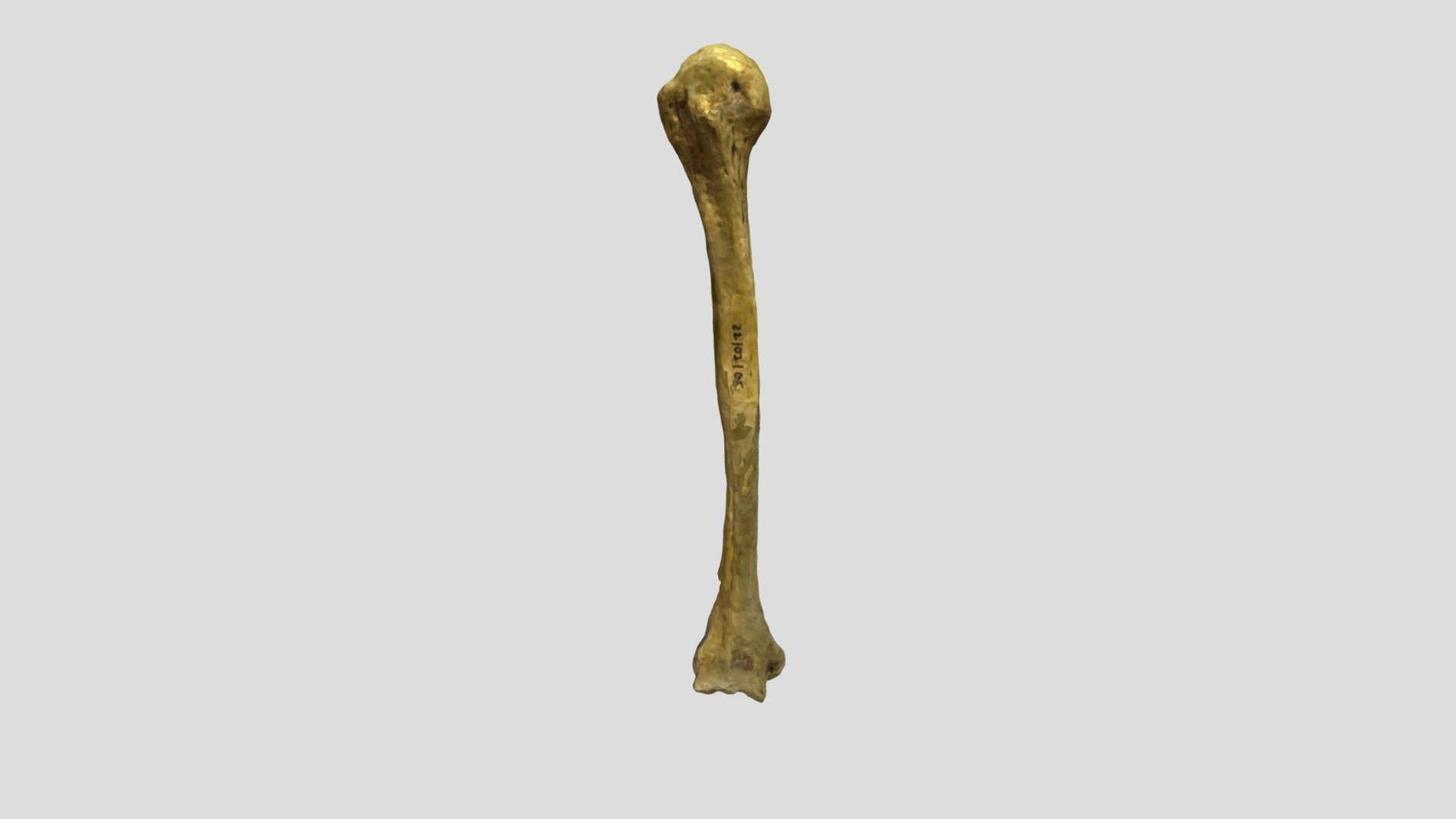 humerus whole - 3D model by prajjawalit [af6ff64] - Sketchfab