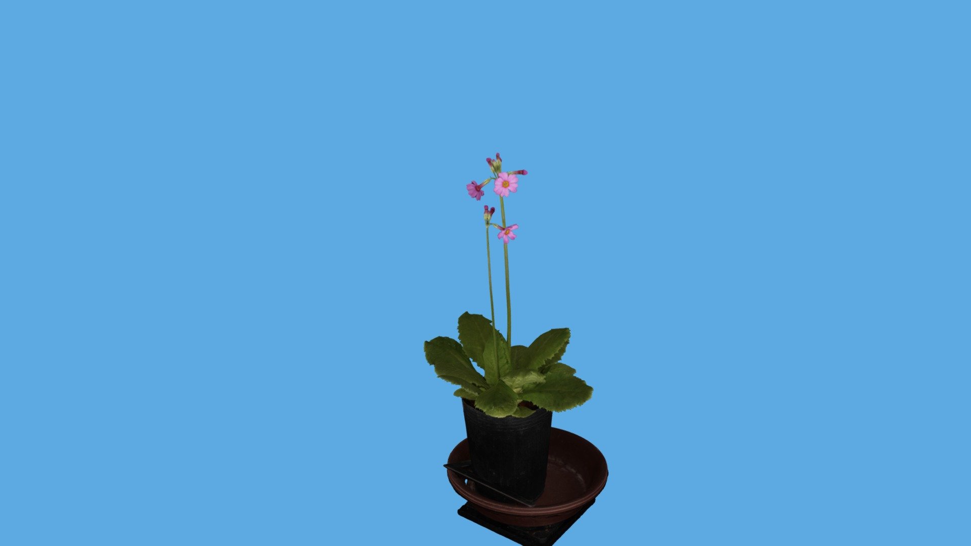 クリンソウ/Japanese primrose - 3D model by bunyo0502 [af7f005] - Sketchfab