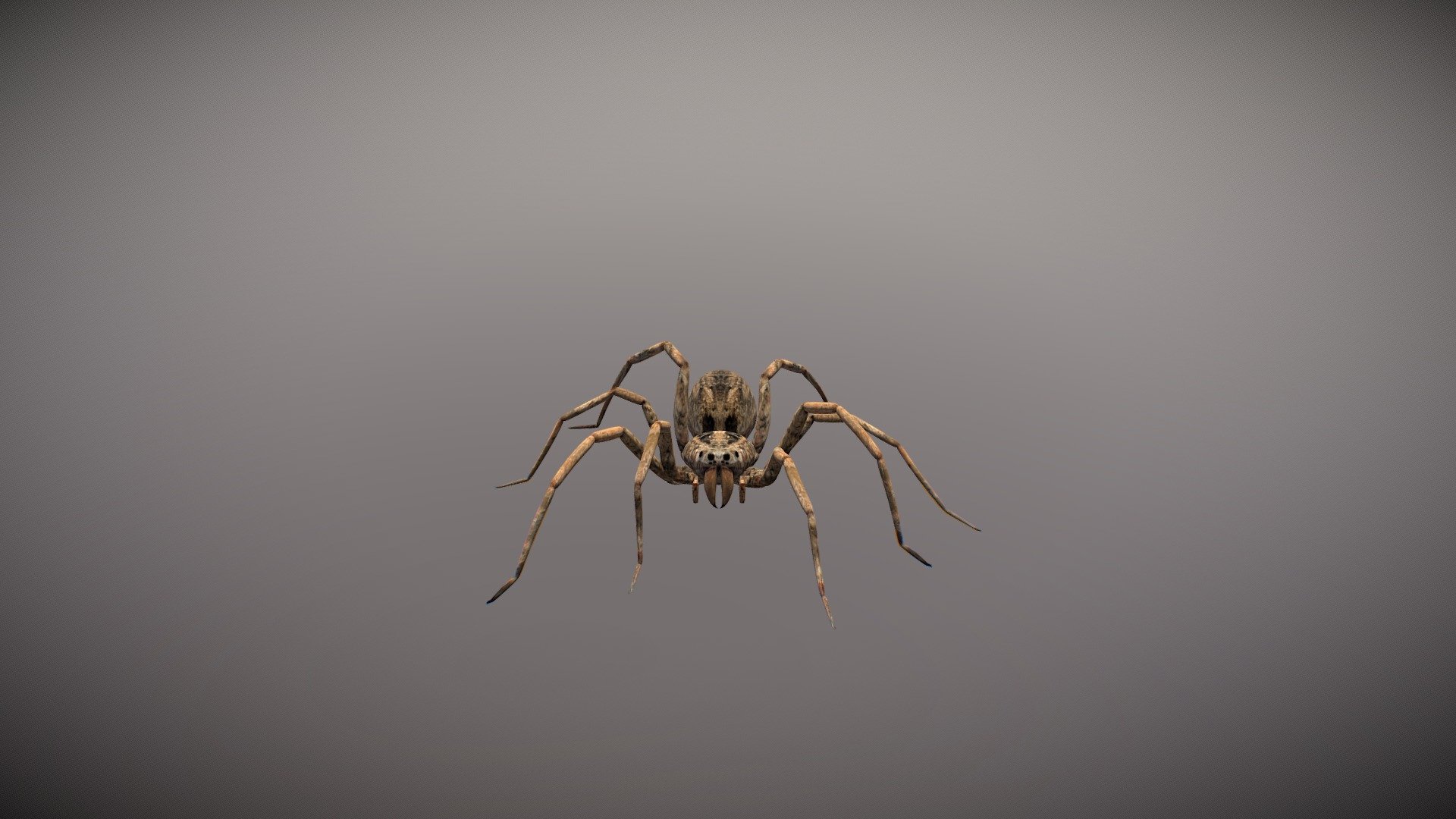 Animated Spider - Download Free 3D model by Shadocks [af87017] - Sketchfab