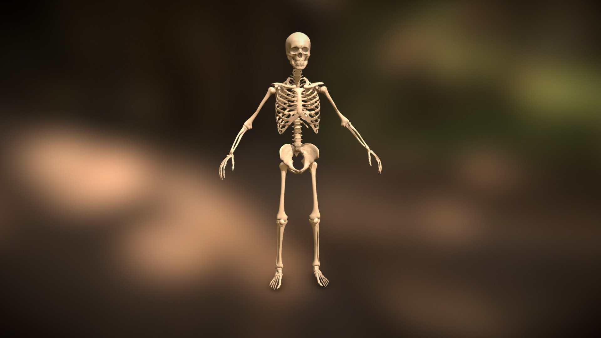 Homo Sapian Skeleton - 3D model by aaastudios [af883ce] - Sketchfab
