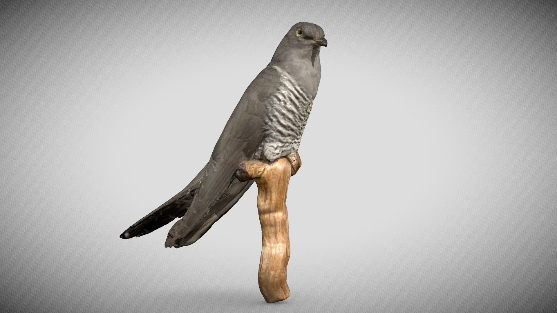 Cuculo - 3D model by INTBAU Italia (@INTBAUItaly) [af8a921] - Sketchfab