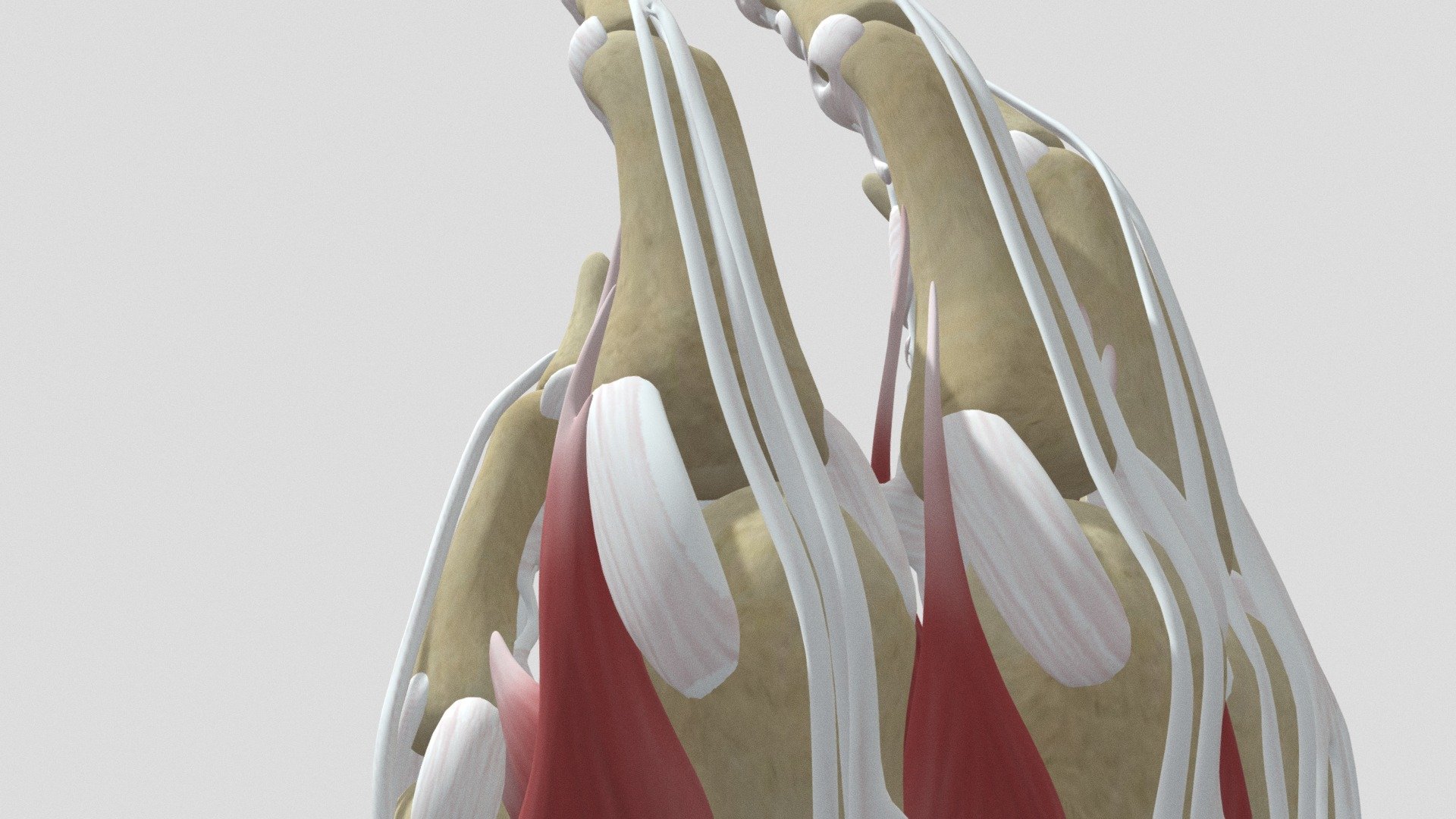 Muscles-and-tendons-of-the-hand - 3D model by aegis1980 [af94e9a ...
