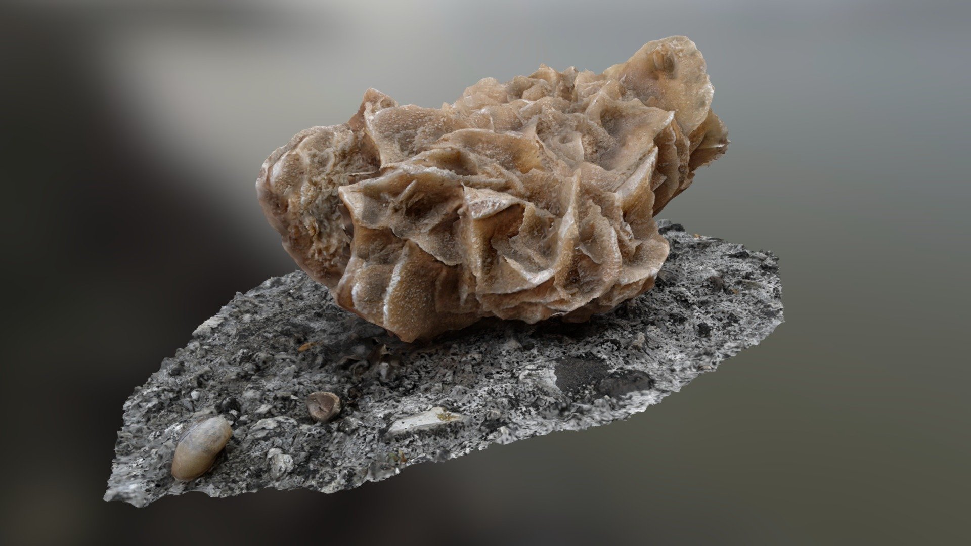 Gypsum flower - Photogrammetry model - Download Free 3D model by ...