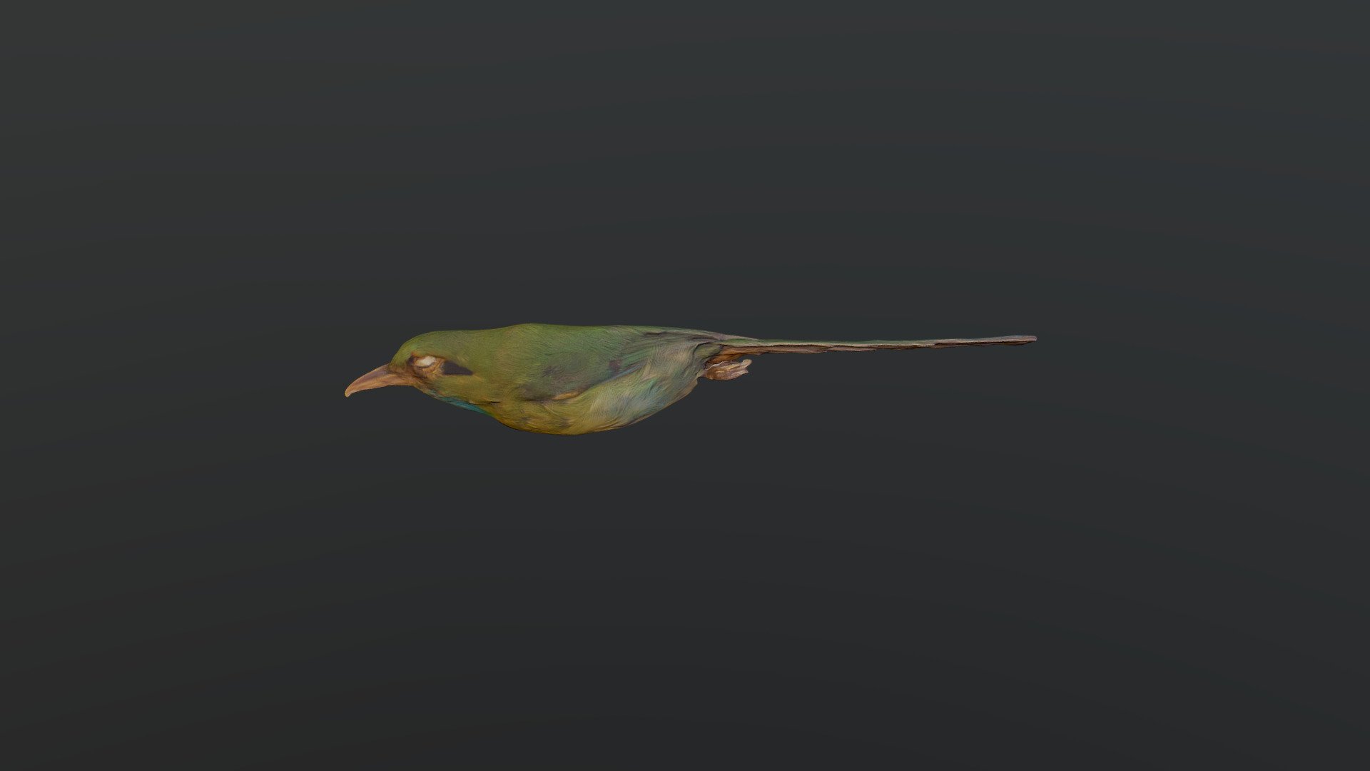 Blue-throated Motmot - Aspatha gularis - Download Free 3D model by ...