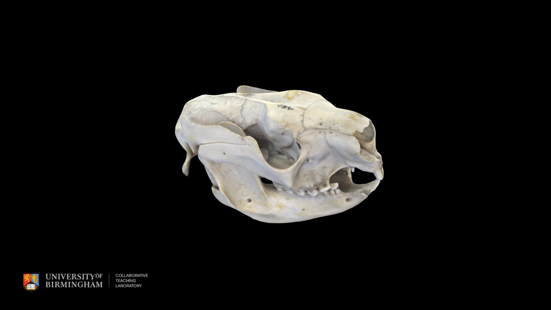 Koala Skull - Download Free 3D model by CTL, University of Birmingham ...