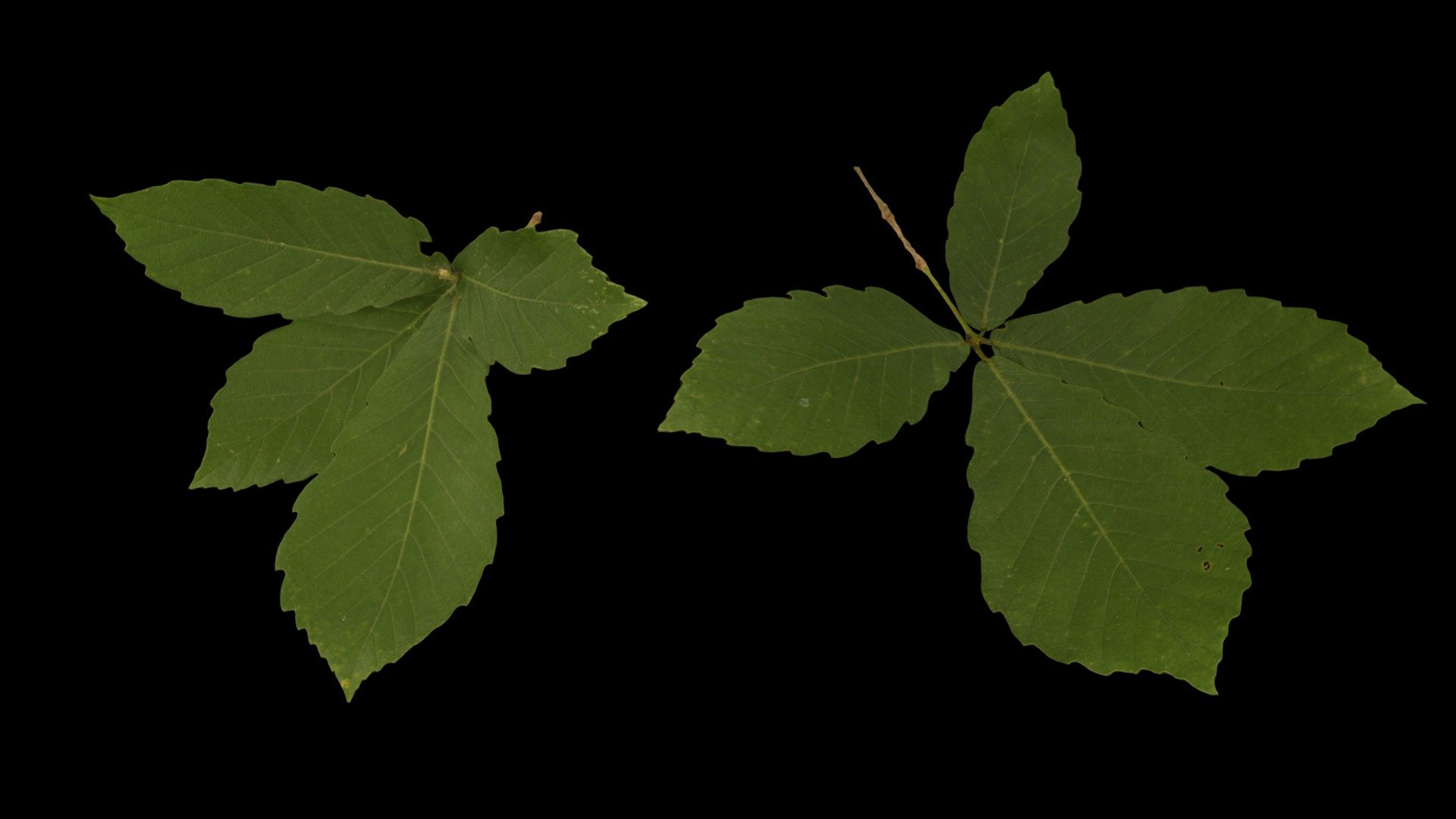 CC0 コナラ Konara Oak, Quercus serrata - Download Free 3D model by ffish ...