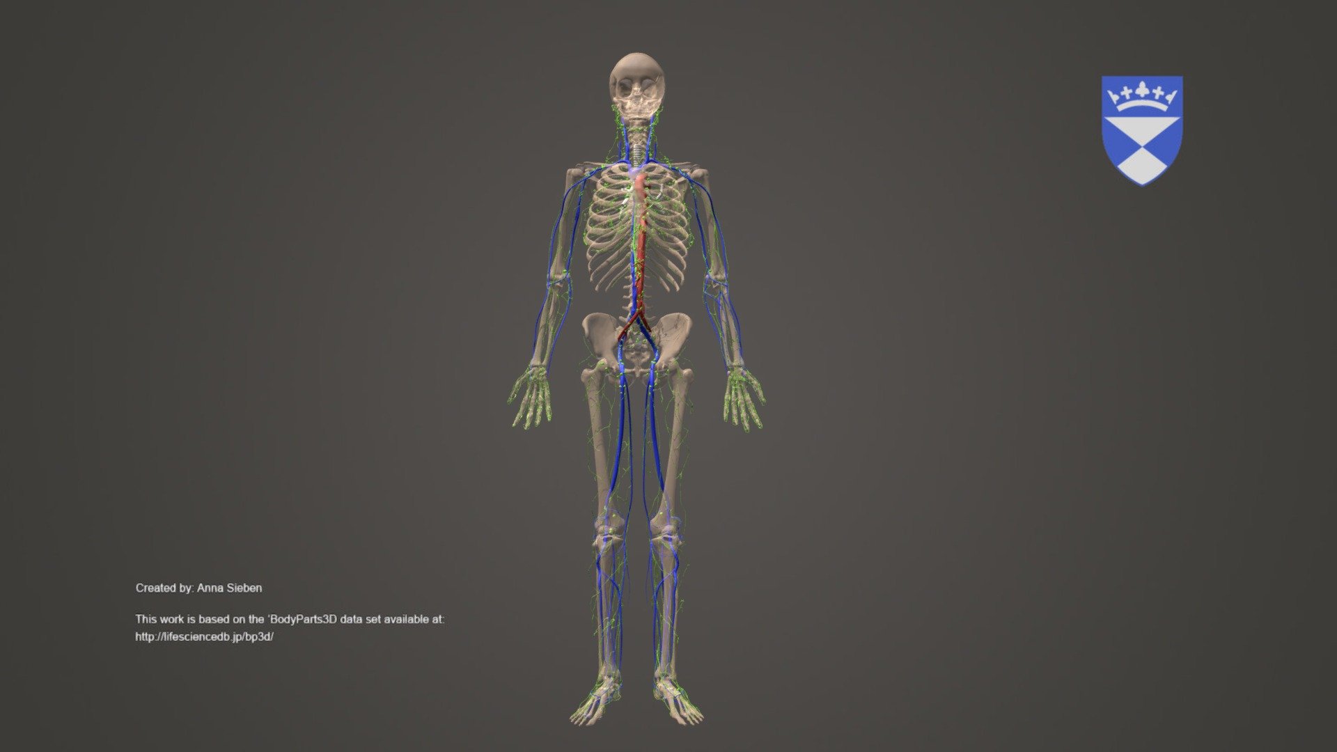 Lymphatic System - 3D model by University of Dundee, CAHID (@anatomy ...