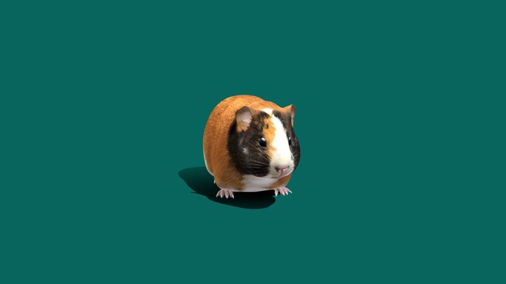 Guinea_pig 3D models - Sketchfab